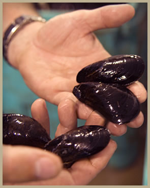 Island Gold Cultured Blue Mussels - Fresh Prince Edward Island Mussels ...